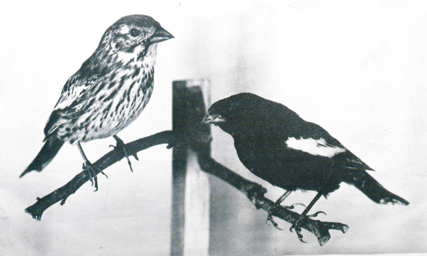 How the Lark Bunting Became Colorado's State Bird | Denver Public Library Special Collections ...